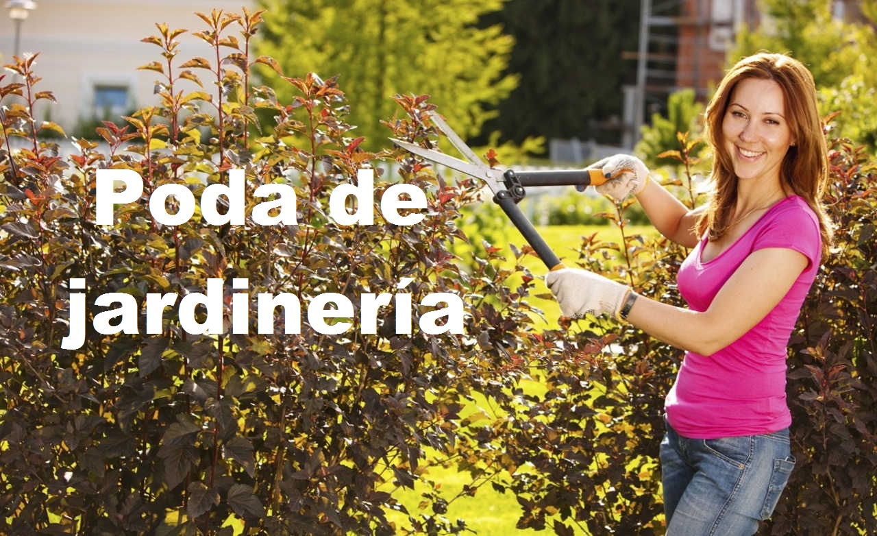 PODA DE JARDINERÍA, necesaria para tus plantas ¿Cómo se hace?
